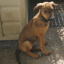 流浪犬 全面實施TNVR 應優於米格魯實驗 | 寵毛網 | NOWnews今日新聞