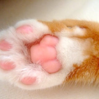 每月的29號都是偉大的喵喵《肉球日》喔~ | 寵毛網 | NOWnews今日新聞