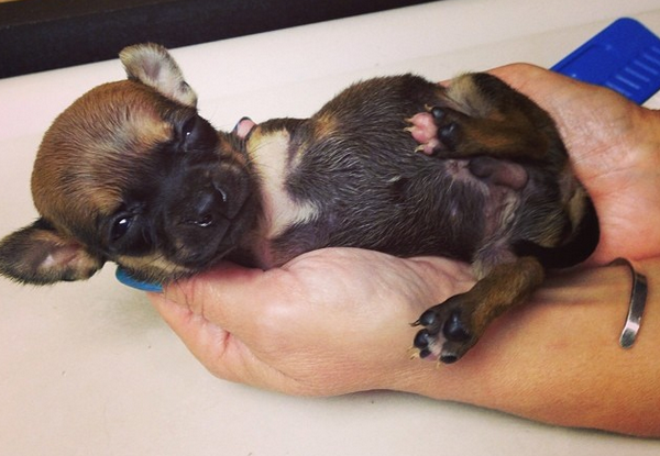 玩具就是我的雙腳~殘而不廢的吉娃娃Turbo.Roo | 寵毛網 | NOWnews今日新聞