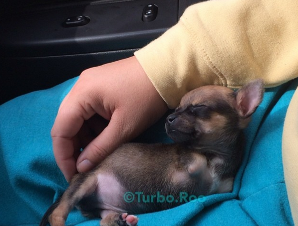 玩具就是我的雙腳~殘而不廢的吉娃娃Turbo.Roo | 寵毛網 | NOWnews今日新聞