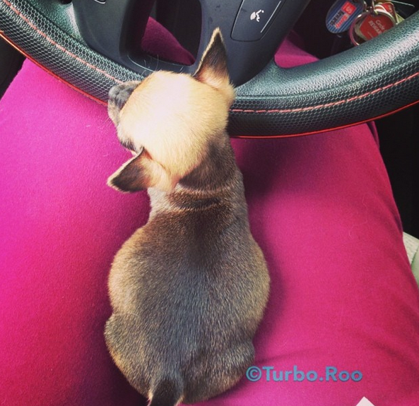 玩具就是我的雙腳~殘而不廢的吉娃娃Turbo.Roo | 寵毛網 | NOWnews今日新聞