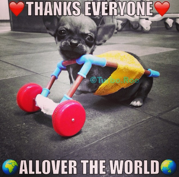 玩具就是我的雙腳~殘而不廢的吉娃娃Turbo.Roo | 寵毛網 | NOWnews今日新聞