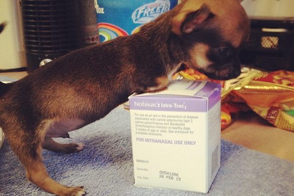 玩具就是我的雙腳~殘而不廢的吉娃娃Turbo.Roo | 寵毛網 | NOWnews今日新聞