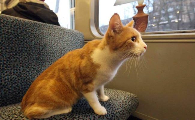 愛搭火車的冒險貓 | 寵毛網 | NOWnews今日新聞