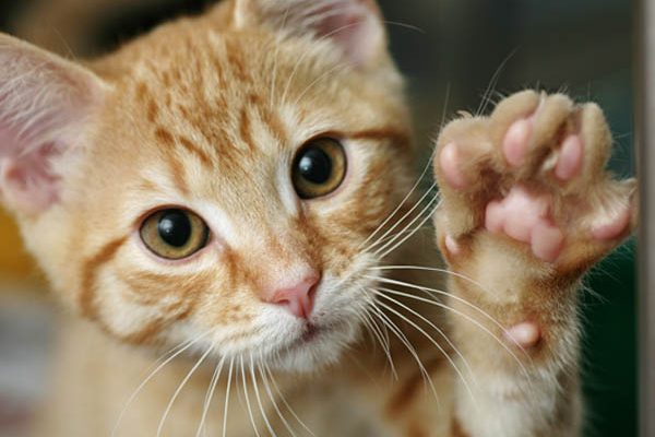 讓貓奴為之瘋狂的貓咪肉球 到底有幾種顏色？ | 寵毛網 | NOWnews今日新聞