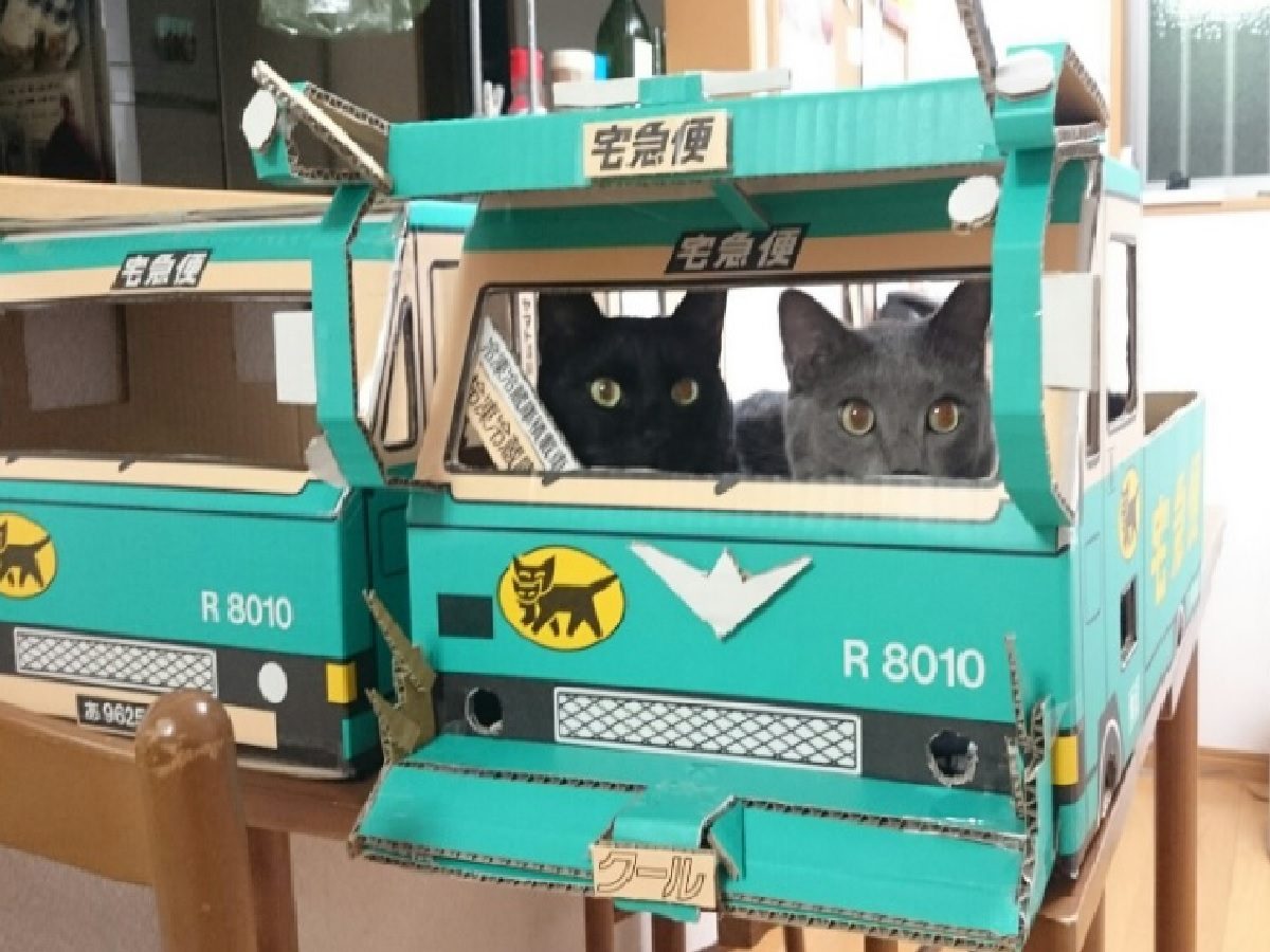 黑貓宅急便駕駛員真的是貓咪 這下子包裹大概明年才能收到了 | 寵毛網 | NOWnews今日新聞