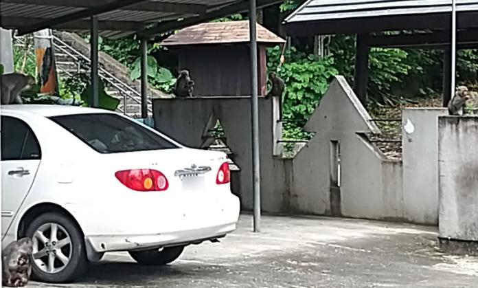 獼猴校園掠搶！放棄食物避免受傷 中山大學提供補償金最高100元 | 寵毛網 | NOWnews今日新聞