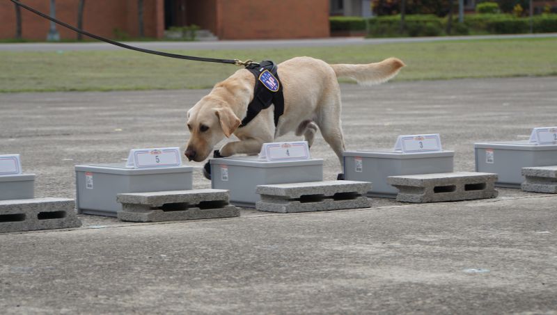 貫徹「無毒家園」！超萌拉布拉多犬協助營區緝毒 | 政治快訊 | 要聞 | NOWnews今日新聞