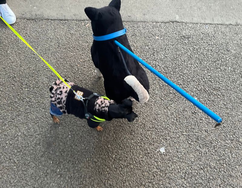 真假難辨！網製「遛狗風格包」上街 真狗竟來聞屁打招呼 | beanfun!