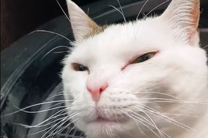 貓咪1歲不完全等於人類7歲！「詳細變化」曝光 5歲開始聽懂人話 | 寵毛星球 | 生活 | NOWnews今日新聞