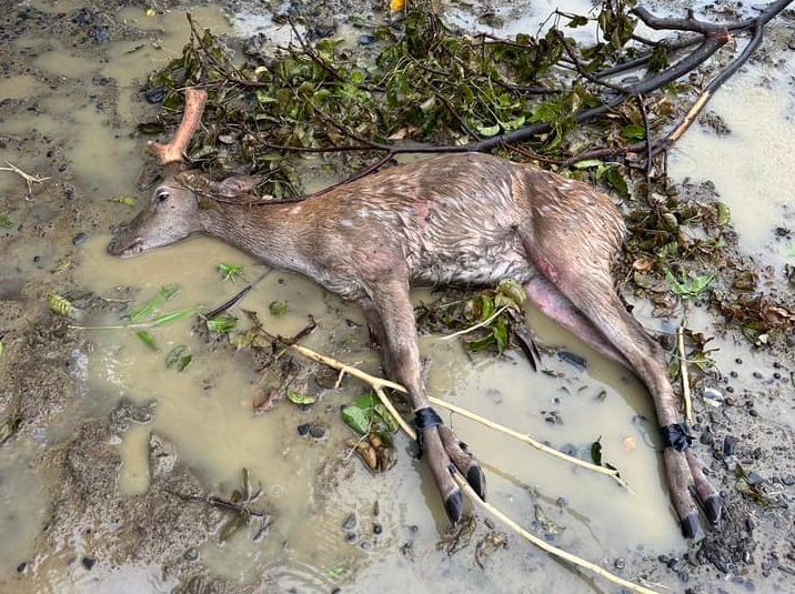 墾丁鹿園颱風天遇賊！梅花鹿「被綁四肢」泥濘中等死 心碎畫面曝 | 生活 | NOWnews今日新聞