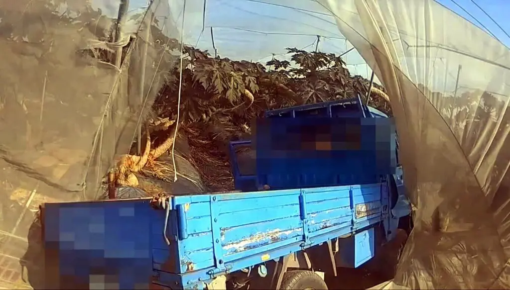 嘉義水上死亡車禍！貨車自撞電線杆再衝進果園 乘客送醫搶救不治 | 生活 | NOWnews今日新聞