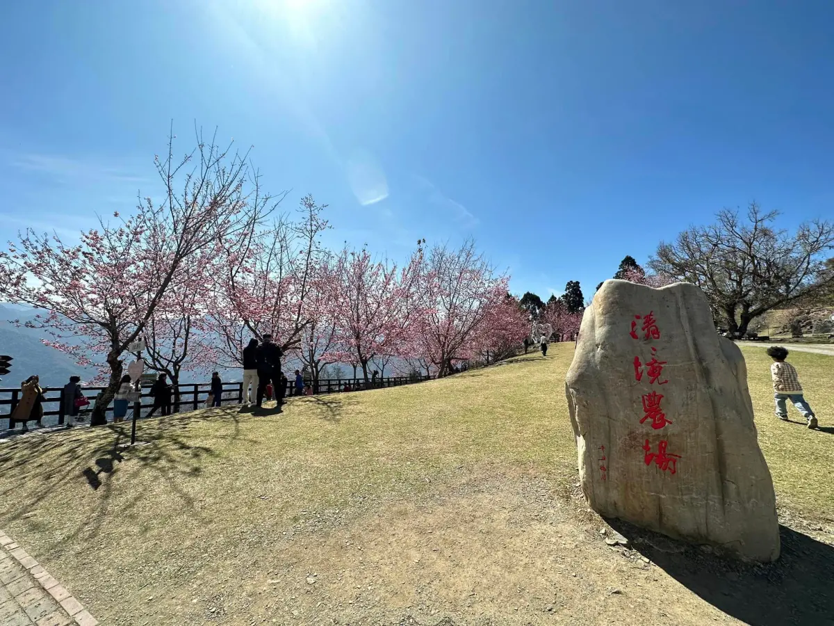 清境農場「奔羊節」伴櫻花季2/23盛大登場！遊客數可望破2500人 | 生活 | NOWnews今日新聞