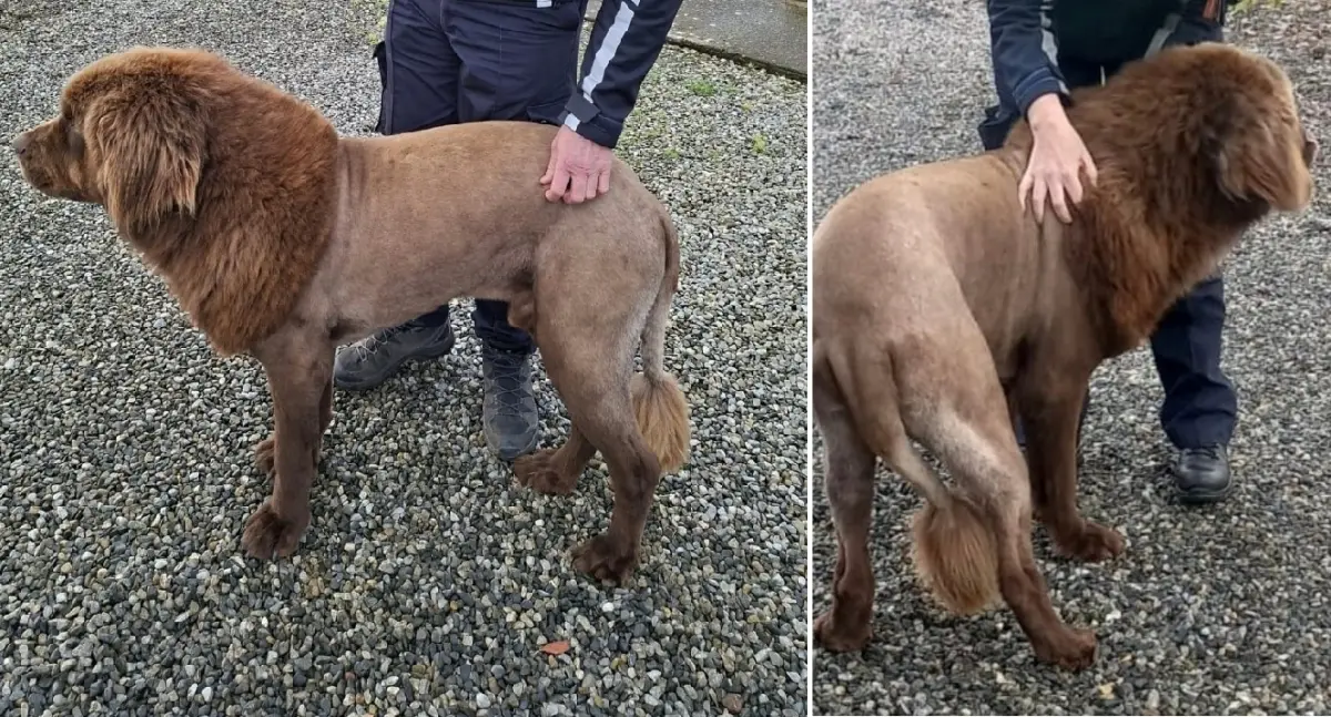 愛爾蘭驚傳「獅子出沒」民眾嚇壞！警破案真相全網笑翻 | 全球 | NOWnews今日新聞